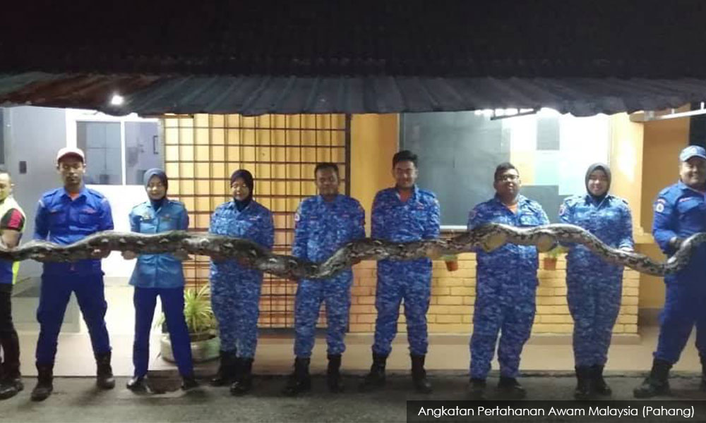 APM bergelut empat jam tangkap ular sawa 180kg