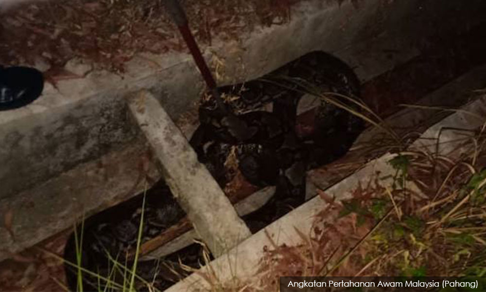 APM bergelut empat jam tangkap ular sawa 180kg