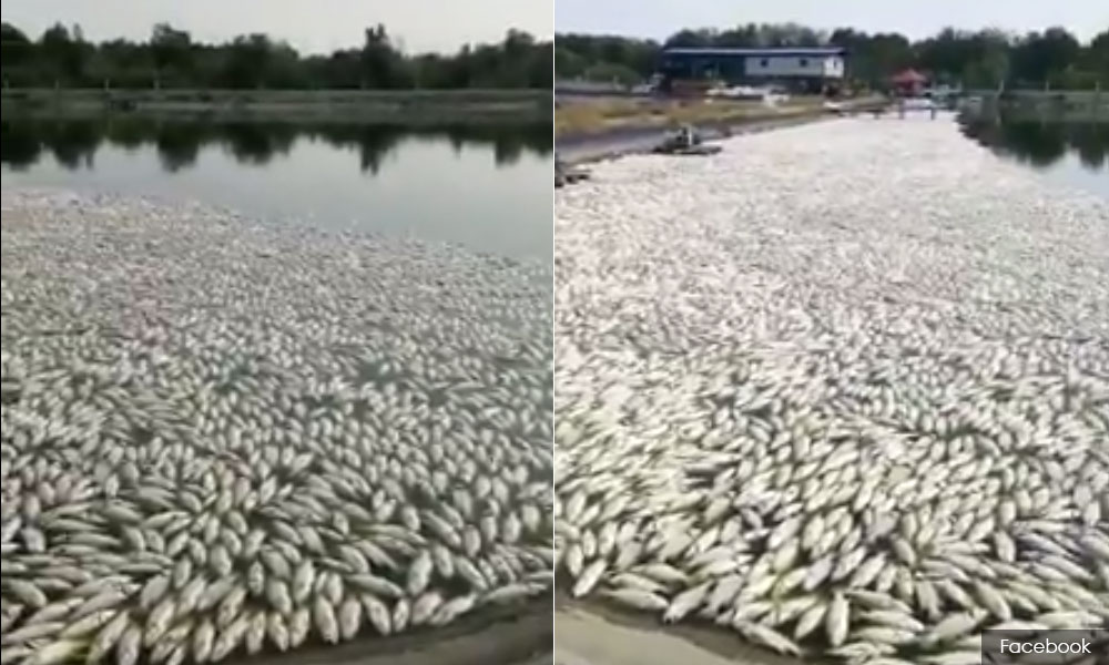Video of dead fish in Pasir Gudang fake - Fisheries Dept