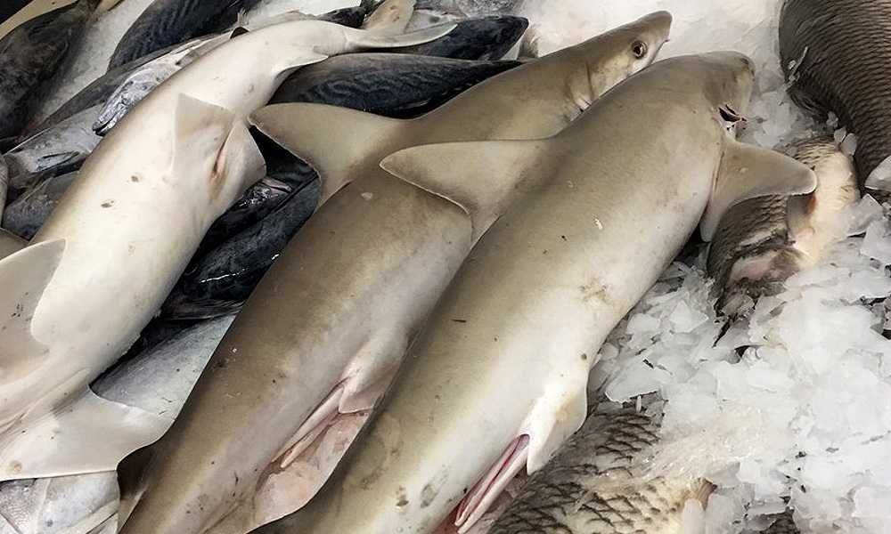 Ikan yu dalam senarai merah IUCN diancam kepupusan