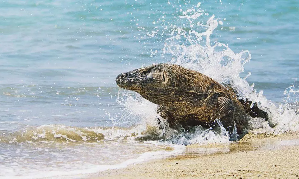 Indonesia to close giant lizard island leaving guides, villagers in the ...