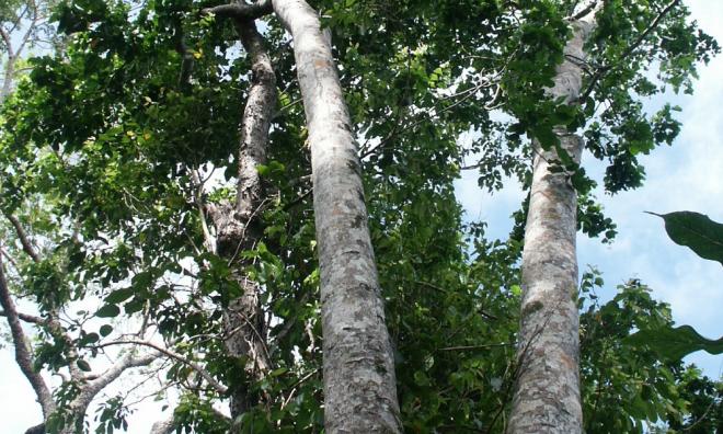 A big 'wow' for our national tree, the merbau