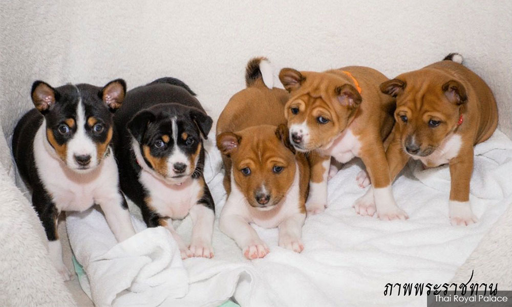 Thailand unveils puppies with royal pedigree
