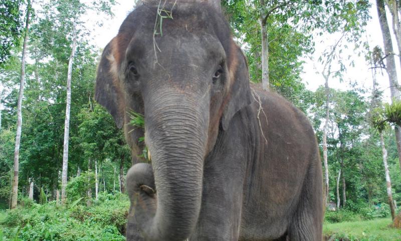 Perhilitan tangkap gajah liar dipercayai serang lembu Gua Musang