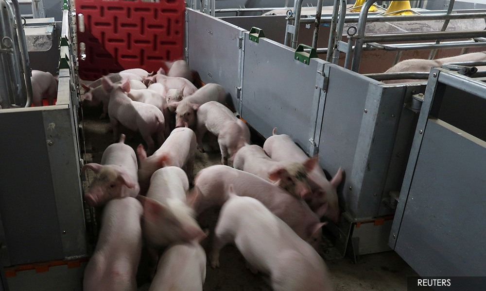 'State vet depts can consider applications for live pigs interstate ...