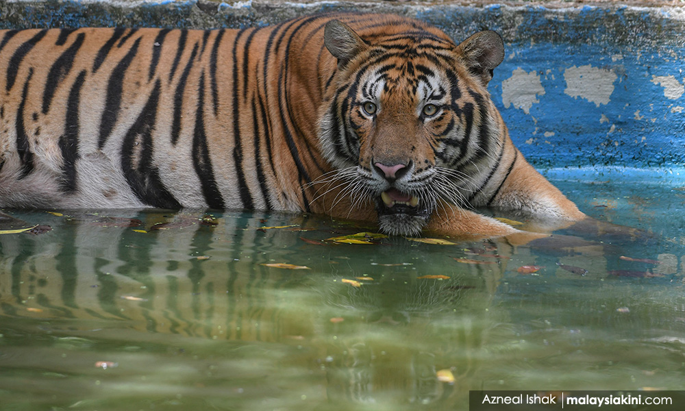 Hot weather: Animals also at risk of heatstroke