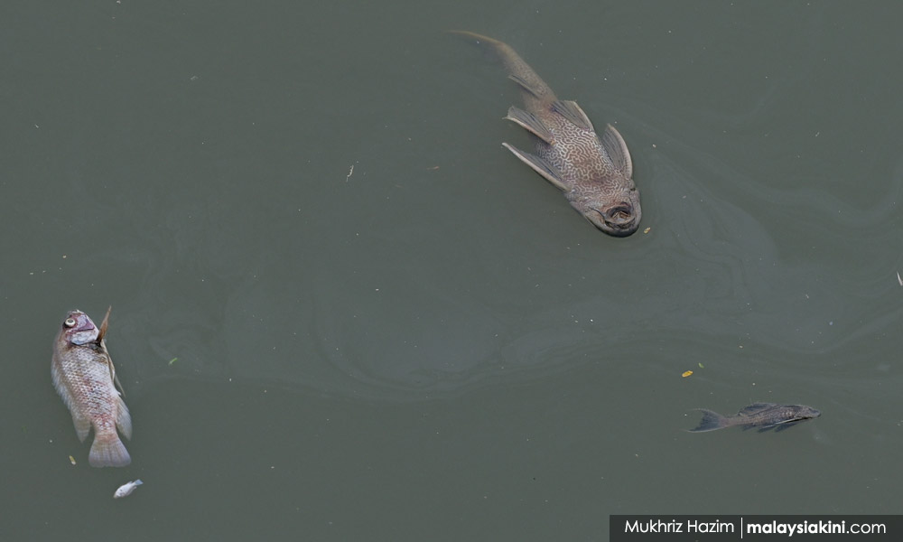 'Air pasang merah' - ikan, hidupan laut mati di P Pinang