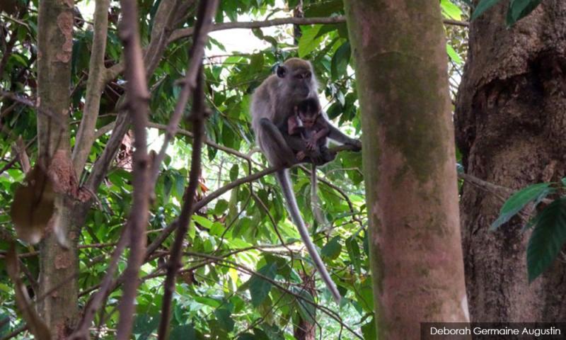 Kes seksa anak kera: NGO hak haiwan kecewa AGC klasifikasi NFA