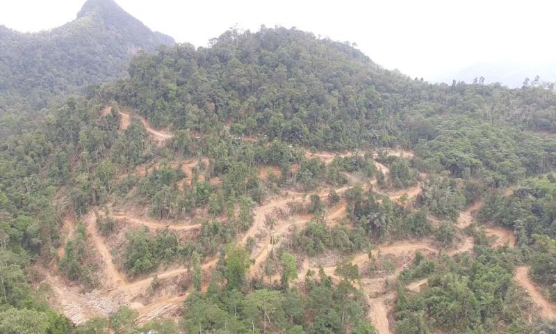 Developers using forest plantation 'loophole' – Peka ropes in PM and king